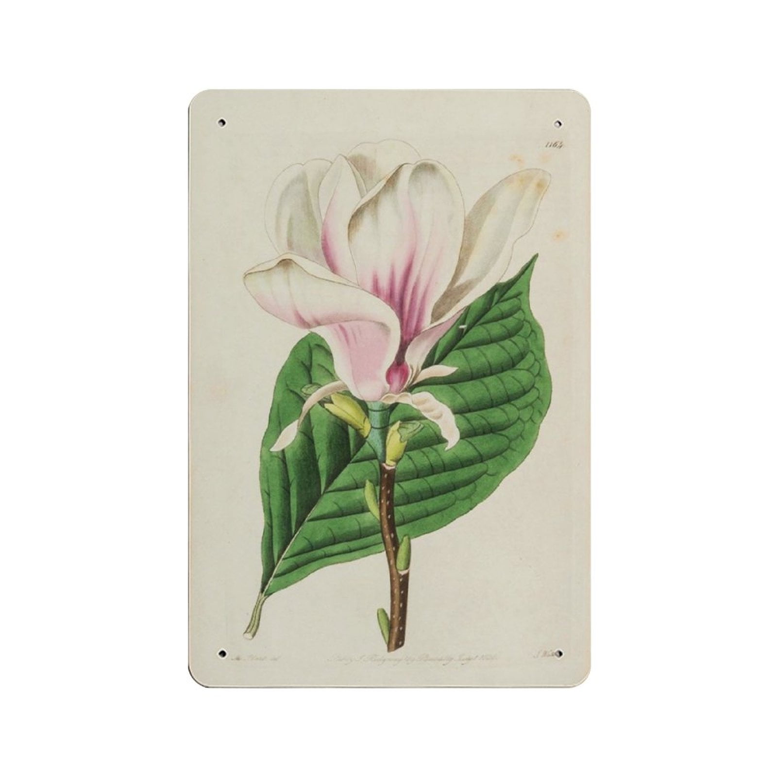 Vintage Magnolia Illustration Sign, Kitchen Sign, Vintage Sign. ,Retro ...