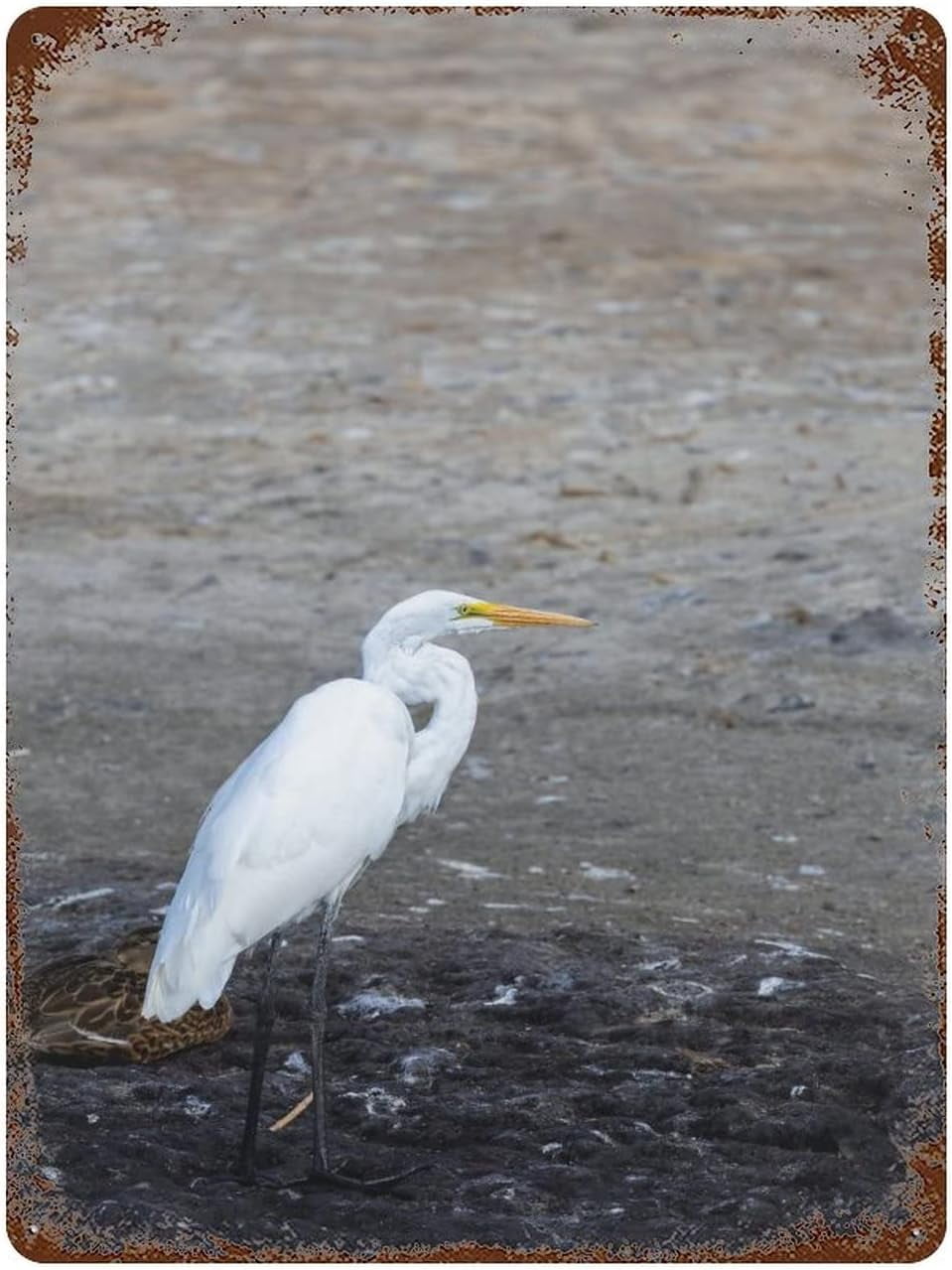 Vintage Metal Aluminum Sign Foraging Eastern Great Egret Metal Poster ...