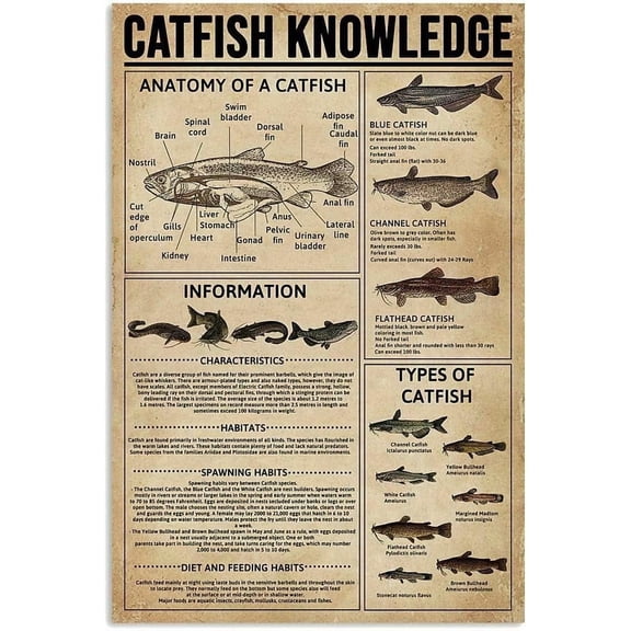 Catfish Poster