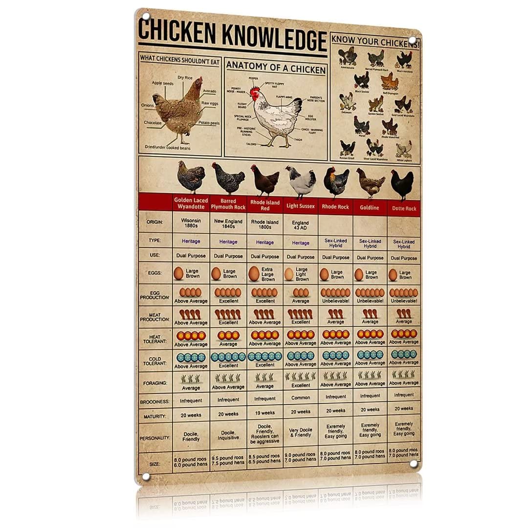 Vintage Metal Tin Sign The Knowledge Of The ChickenInfographic Plaque ...