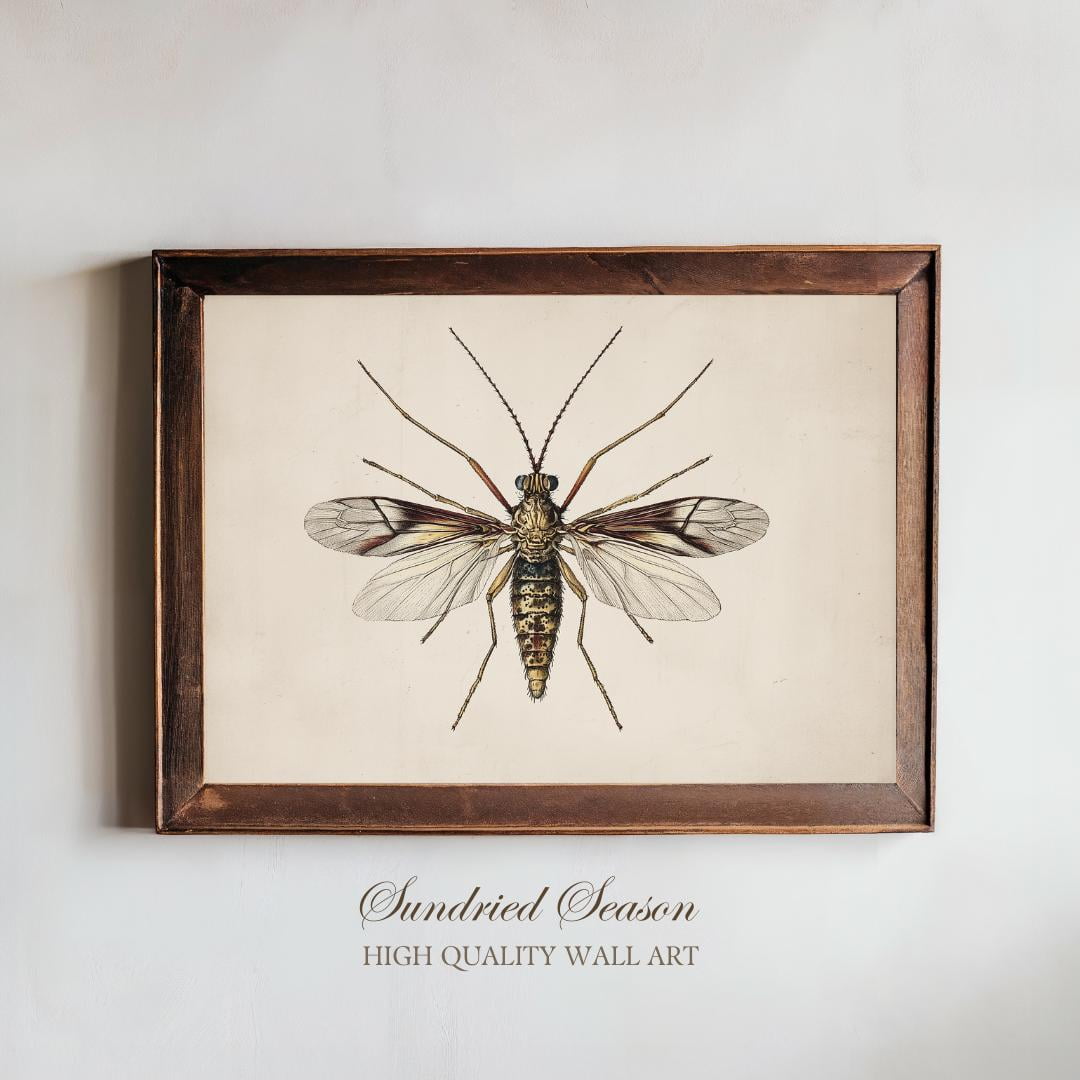 Vintage Midge Insect Scientific Illustration Print, Entomology Wall Art ...