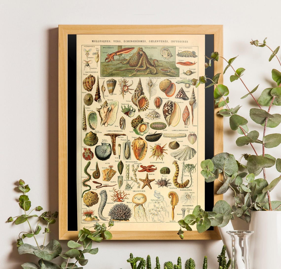Vintage Molluscs Poster, Adolphe Millot Sea Life Poster, Unframed ...