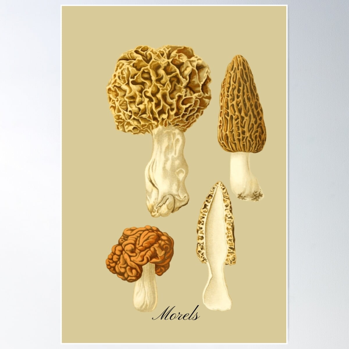 Vintage Morel Mushrooms Botanical Drawing Poster Wall Art, Modern Wall ...