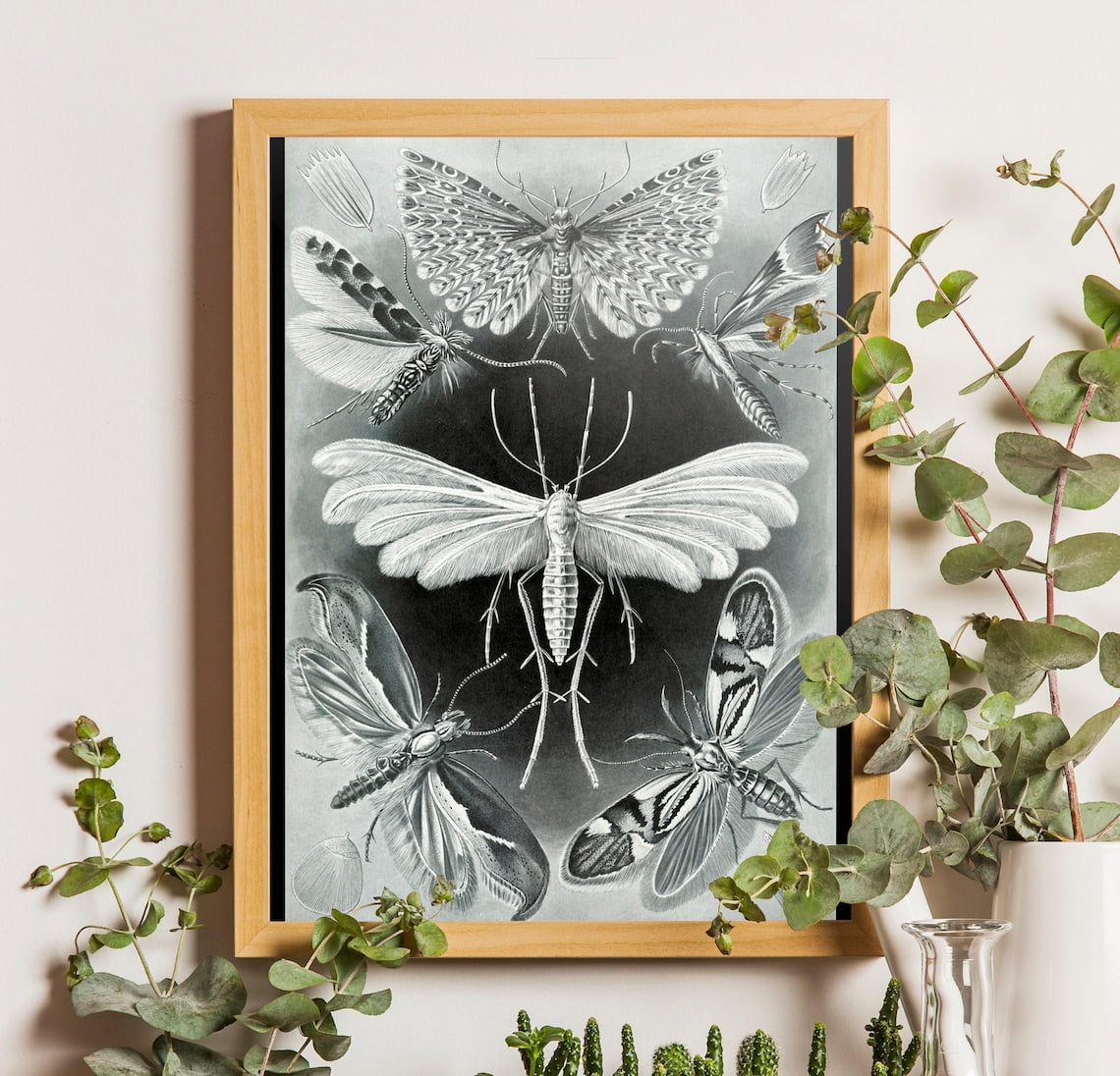 Vintage Moths Poster, Ernst Haeckel Scientific Illustration, Unframed ...