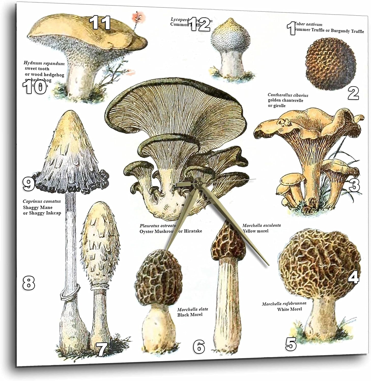 Vintage Mushroom Identification Art Print Mycology Fungi Lover ...