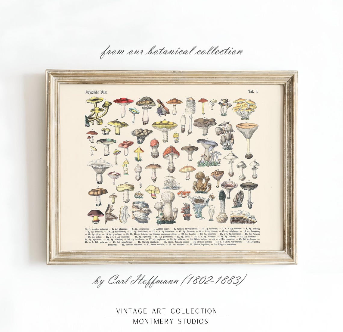 Vintage Mushroom Illustrations, Farmhouse Cottagecore Botanical Art ...