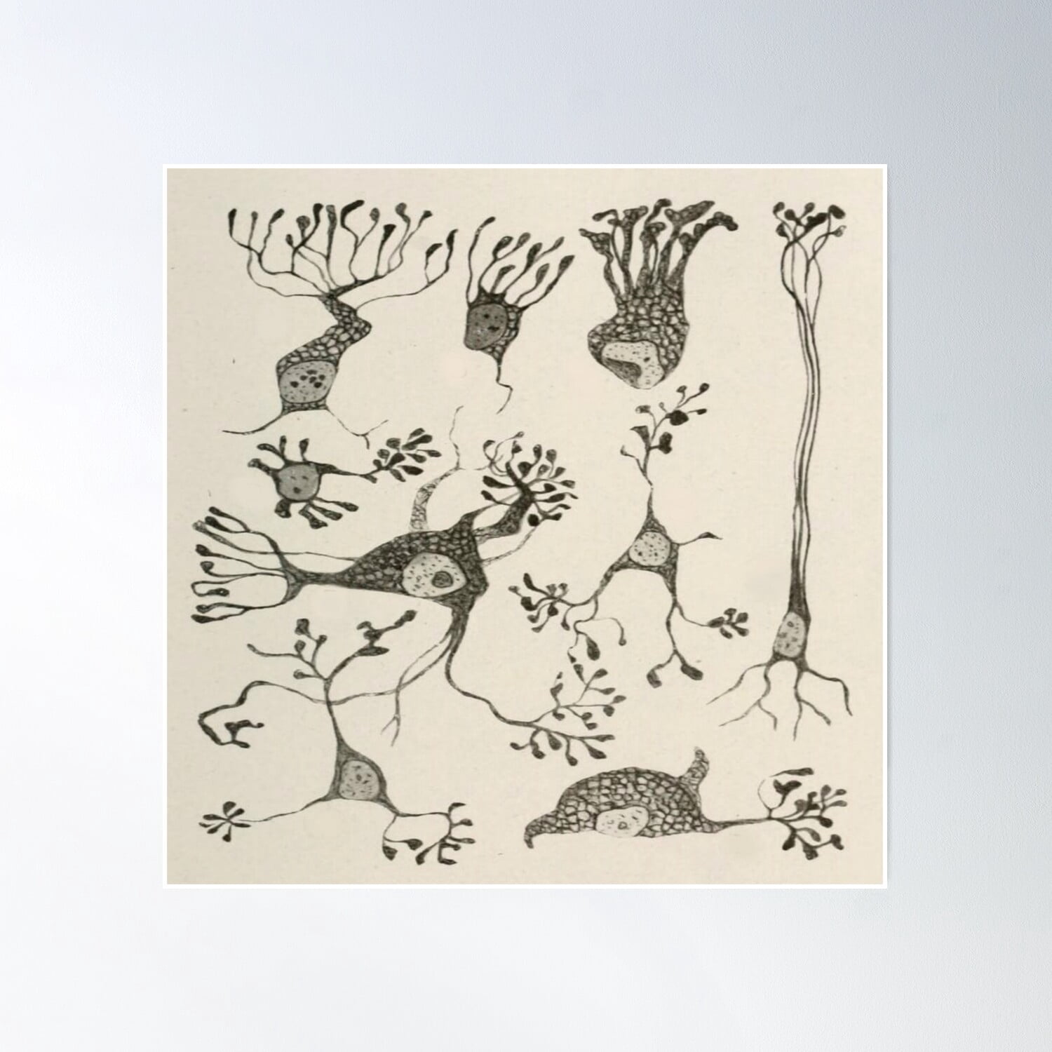 Vintage Neuron Cells Poster Wall Art, Modern Wall Decor, 16x16 UNFRAMED ...