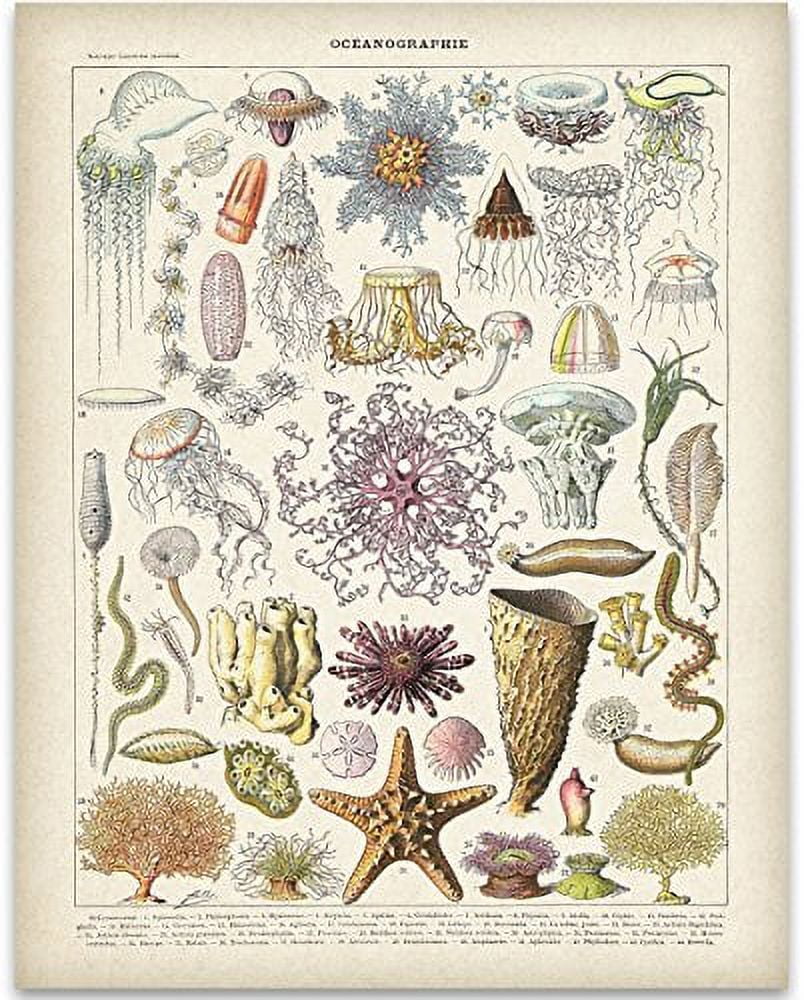 Vintage Ocean Life Illustration Art Print - 11x14 Unframed Art Print ...