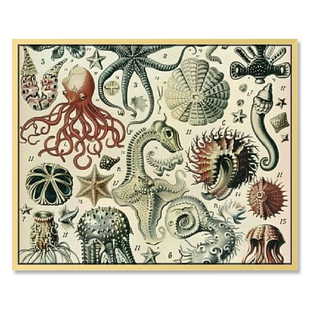 Vintage Ocean Poster - Ocean Life Jellyfish Marine Biology Science Wall ...