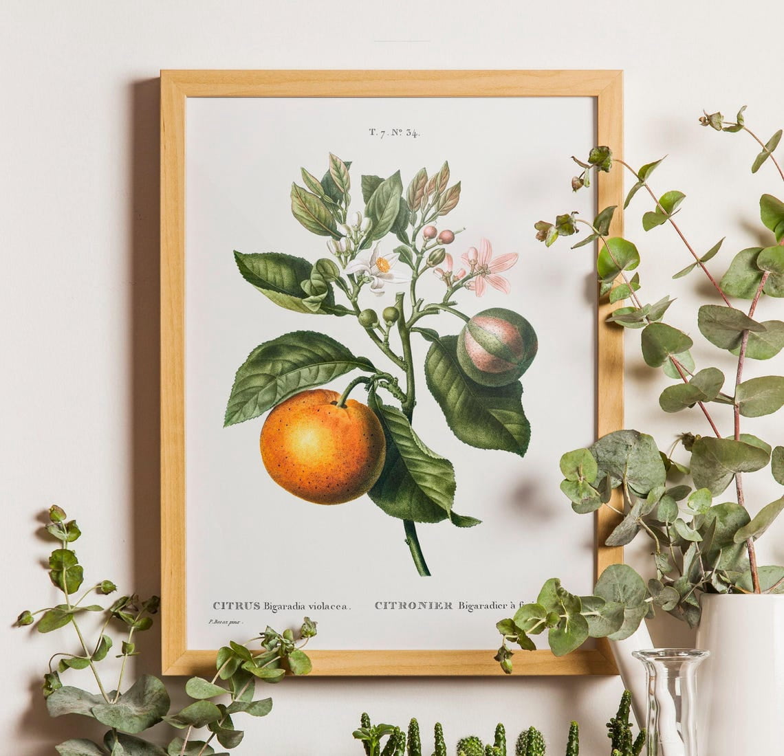 Vintage Orange, Citrus Orange Botanical Poster, Antique Botanical ...
