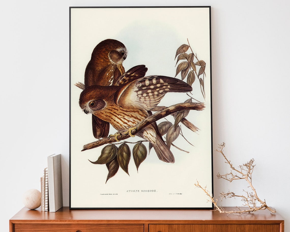 Vintage Owl Illustration Art Print, Birds Of Australia Poster, Antique ...