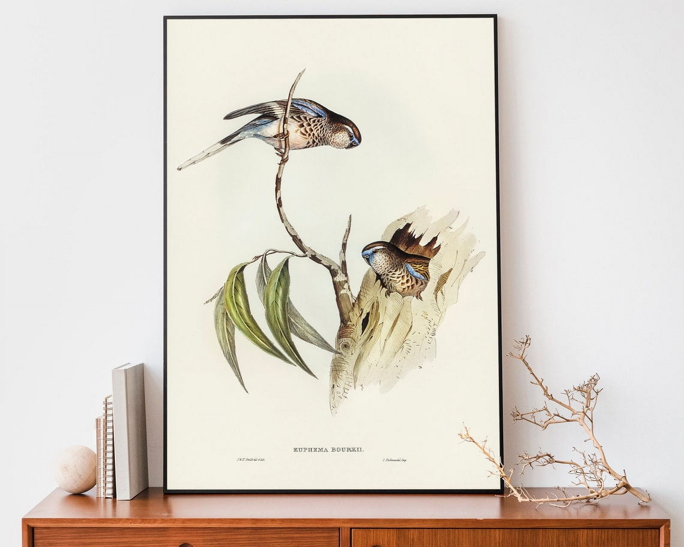 Vintage Parakeet Art Print, Elizabeth-Gould Vintage Birds Of Australia ...