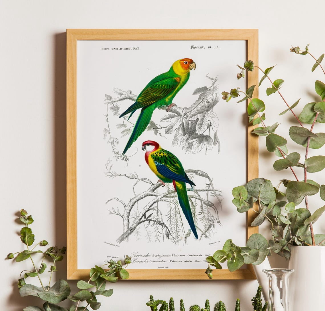 Vintage Parrot Poster Tropical Bird Charles Dessalines Art Poster ...