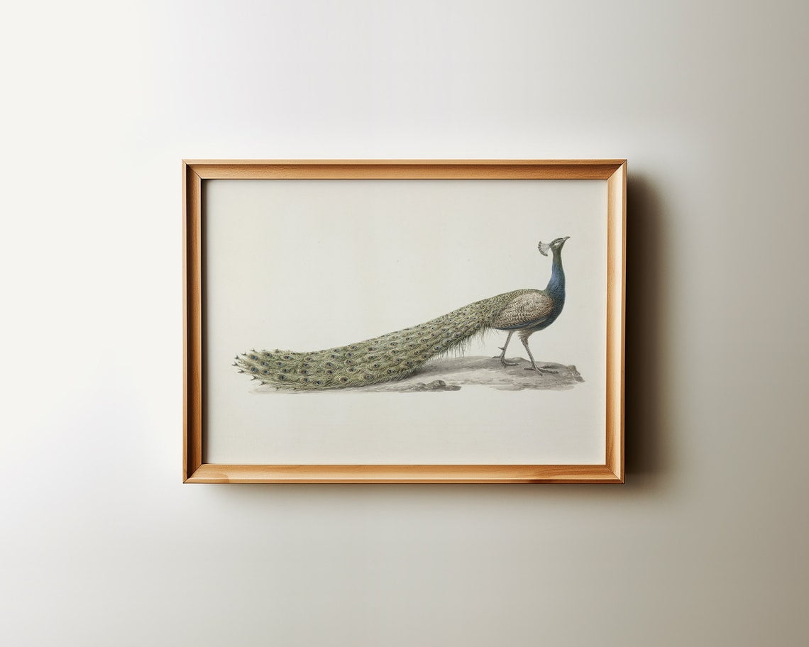 Vintage Peacock Fine Art Print, Cottage Core Wall Decor, Neutral ...