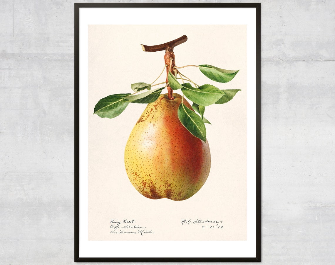 Vintage Pear Poster, Lithograph Print, Antique Botanical, Minimal Wall ...