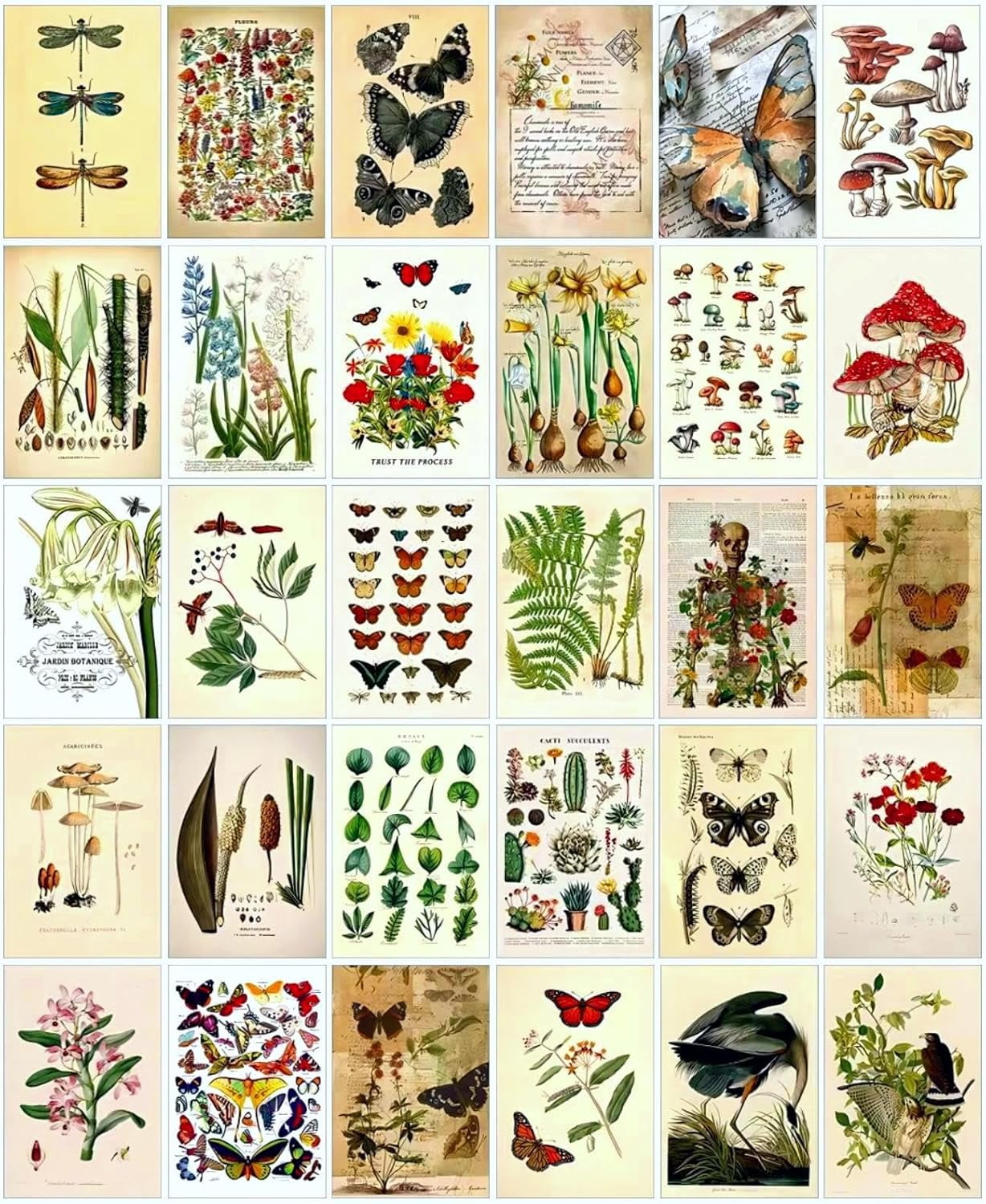 Vintage Postcards for Mailing,Set of 30 Post Cards 4x6,Butterfly ...