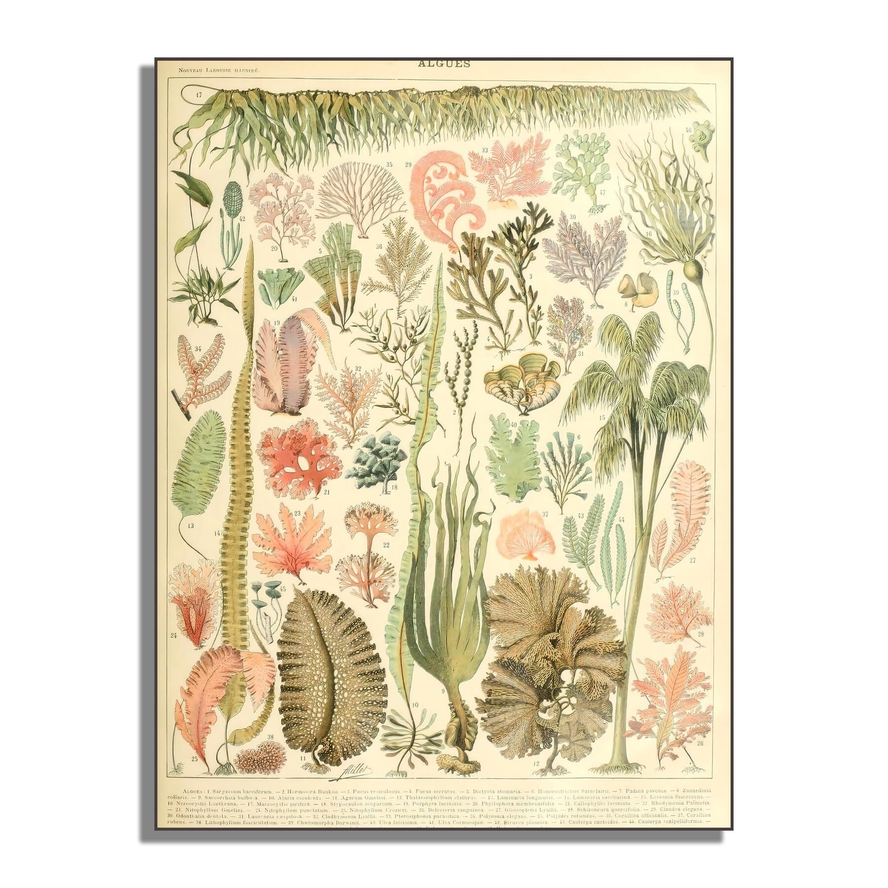 Vintage Poster - Algae Illustrative Reference Chart Wooden Hanging ...