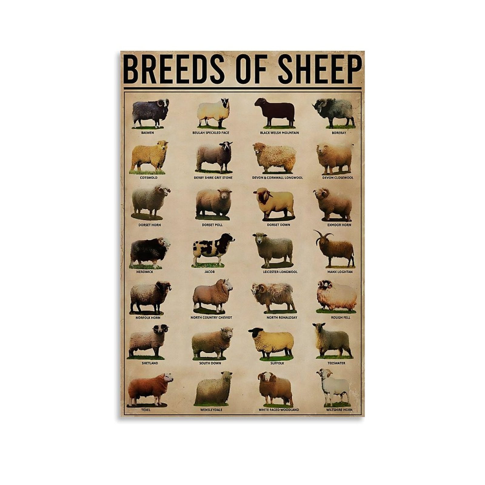 Vintage Poster Breeds Of Sheep Picture Print Wall Art Poster Painting ...