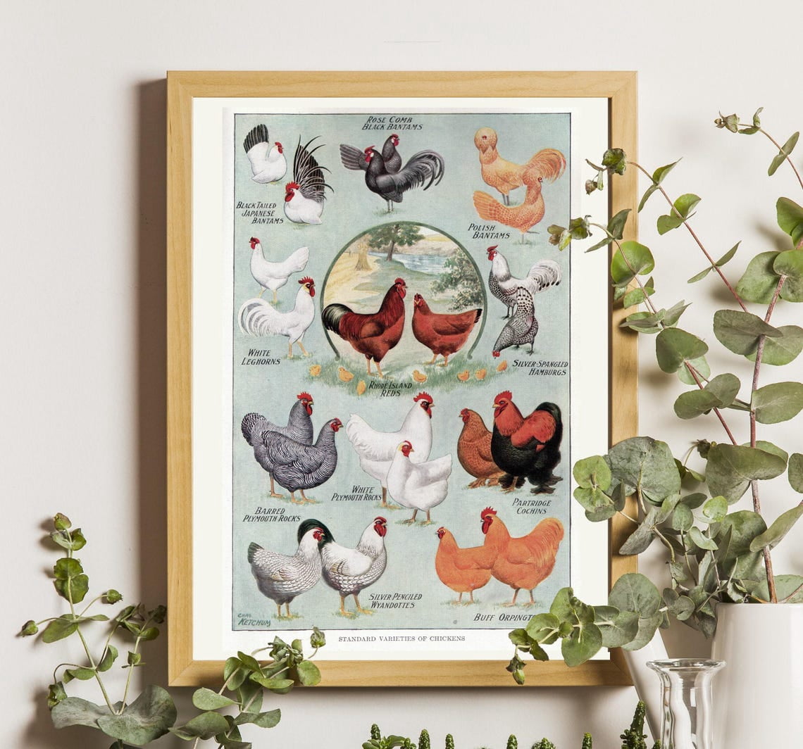 Vintage Poultry Poster, Poultry Illustration, Breeds Of Chicken Poster ...