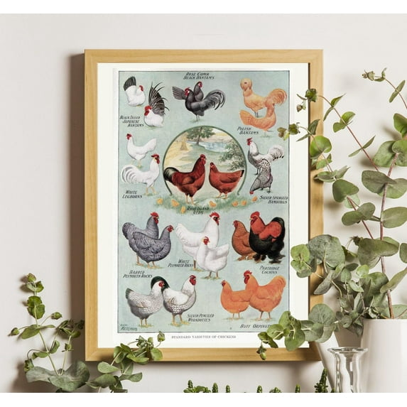 Vintage Poultry Poster, Poultry Illustration, Breeds Of Chicken Poster ...