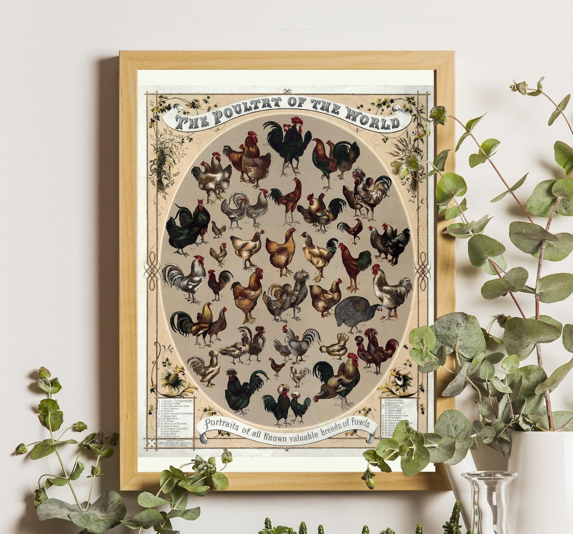 Vintage Poultry Poster, Poultry Illustration, Vintage Poultry Of The ...