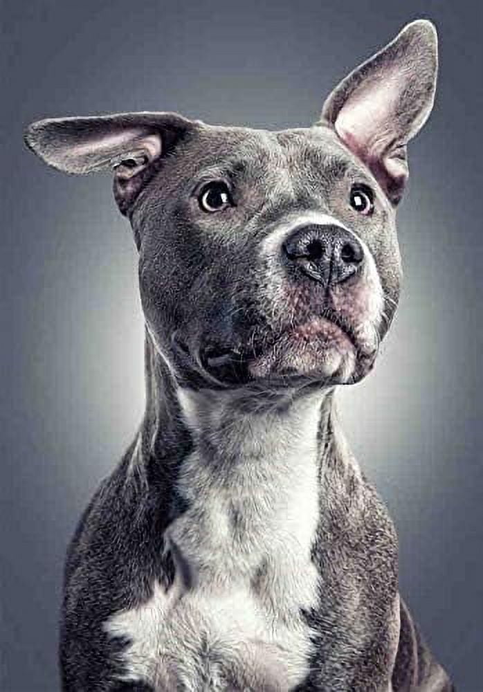 Vintage Puzzles for Adults Pit Bull Bulldog Classic Puzzle Game Wooden ...