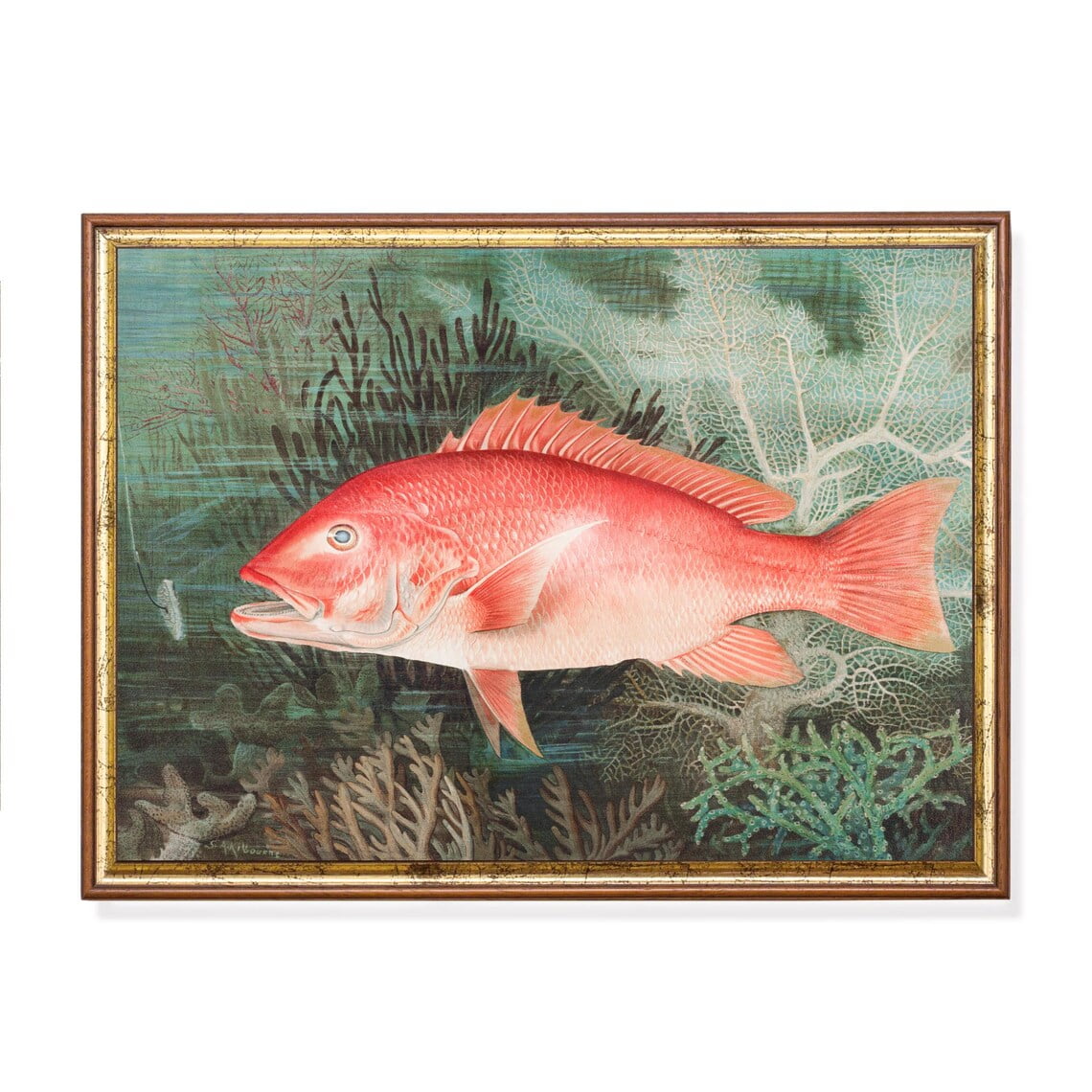 Vintage Red Snapper Poster Coastal Ocean Reef Wall Art UNFRAMED Poster ...