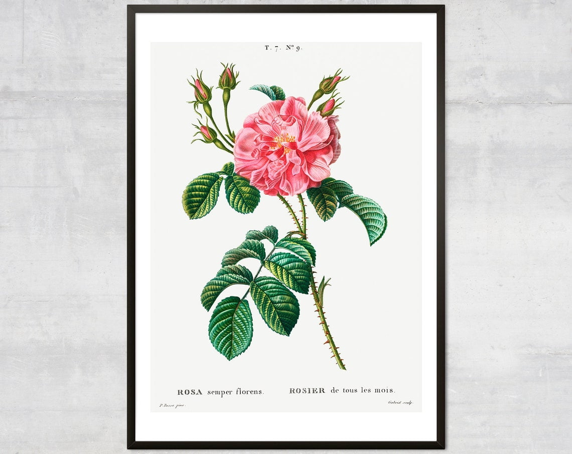 Vintage Rose Print, Botanical Diagram, Lithograph Print, Antique Plant ...