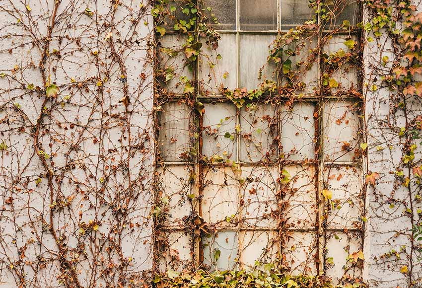 Vintage Rustic Brick Wall Wood Door Creeper Leaves Wedding Kids ...