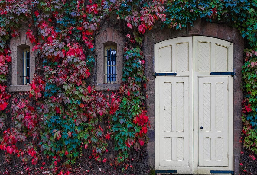 Vintage Rustic Brick Wall Wood Door Creeper Leaves Wedding Kids ...