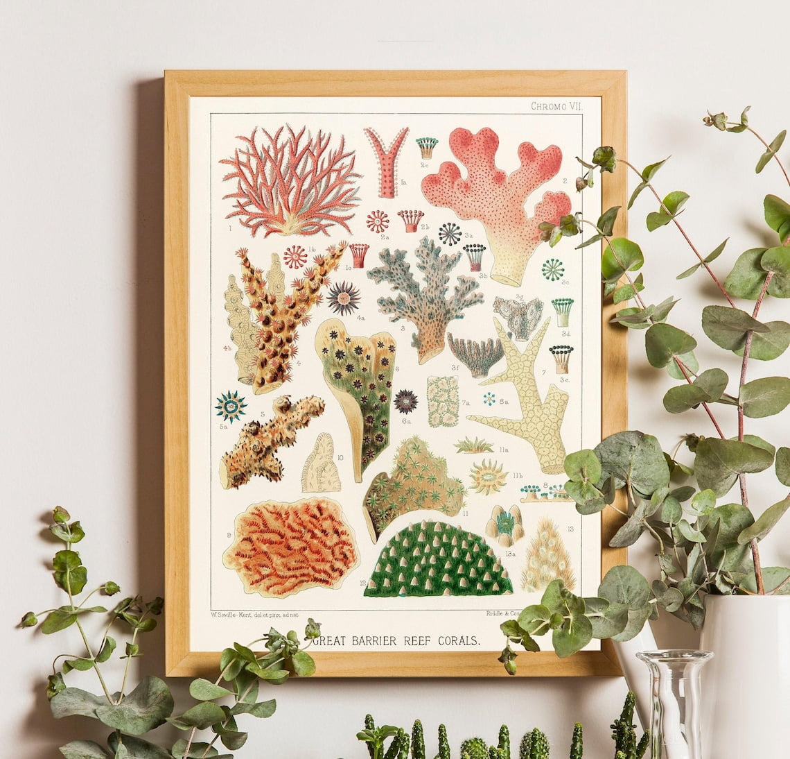 Vintage Sea Coral Poster, Great Barrier Reef, Great Barrier Reef Poster ...