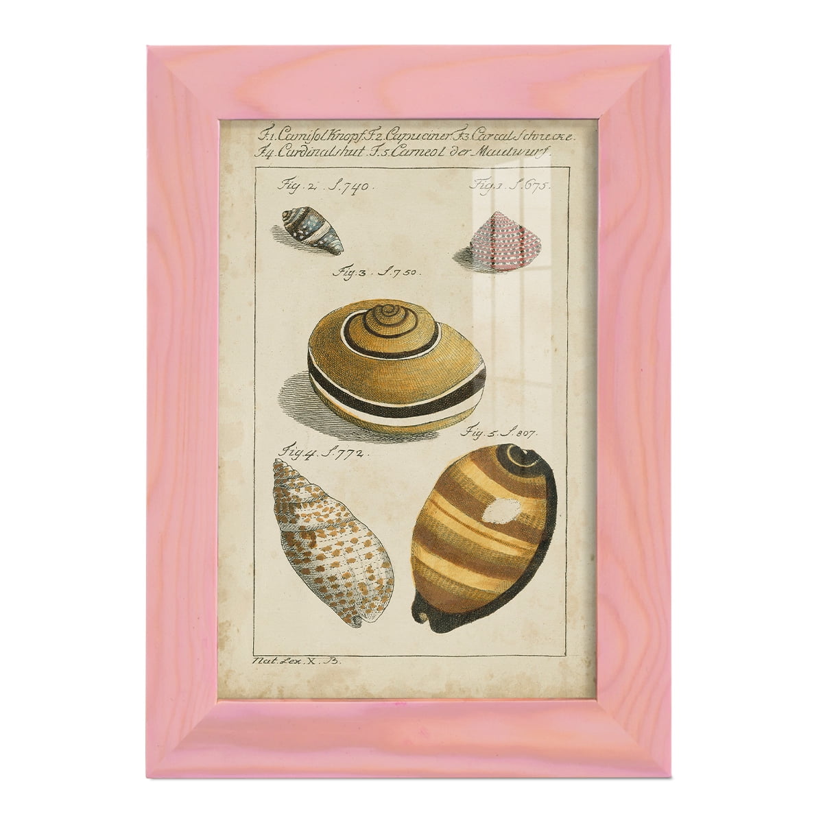 Vintage Shell Study IV -Framed Print w/glass-Sunset Pink - Walmart.com