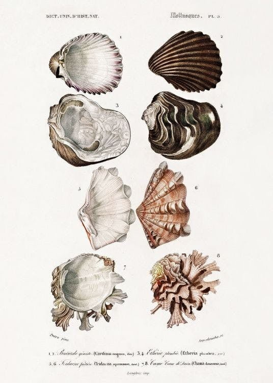 Vintage Shells Print Wall Art, Modern Wall Decor For Living Room ...