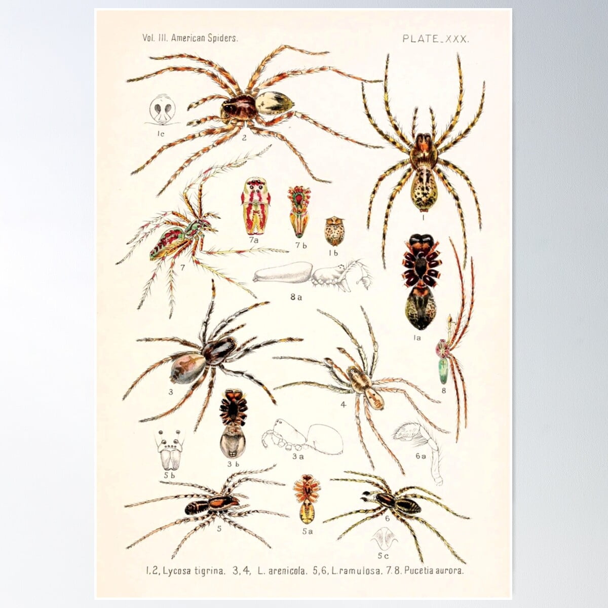 Vintage Spider Diagram | Insects Identification | American Spiders ...