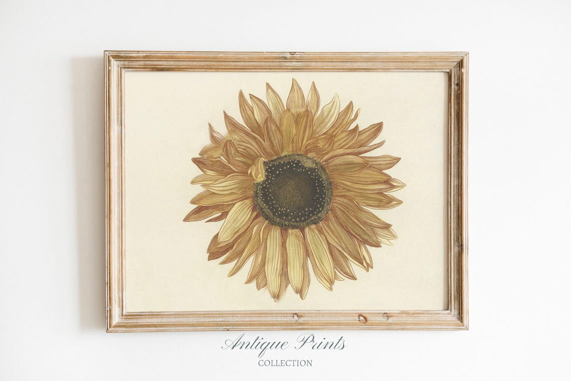 Vintage Sunflower Wall Art, Botanical Drawing, Antique Sunflower Sketch ...