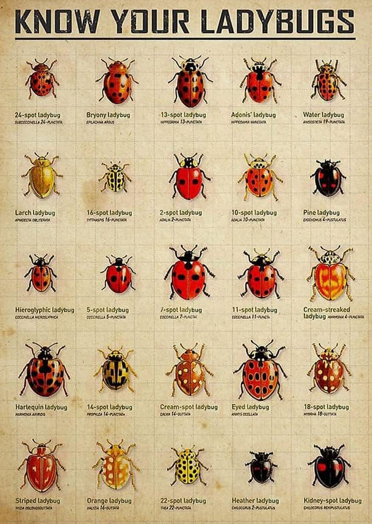 Vintage Tin Metal Sign Know Your Ladybugs Poster Retro Wall Art Decor ...