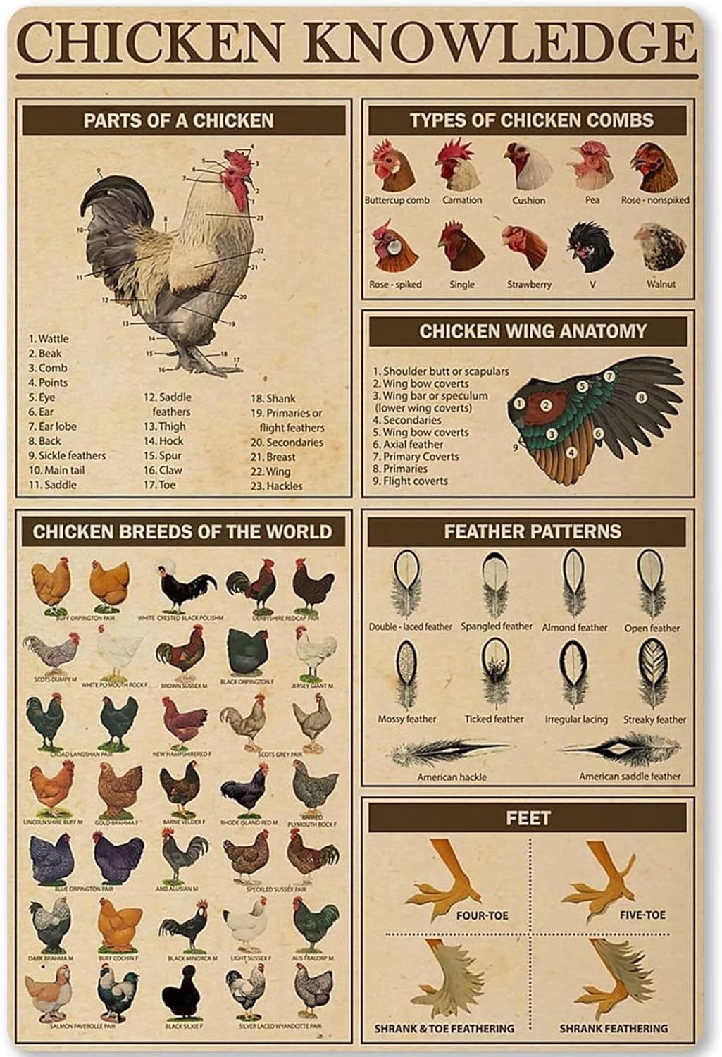 Vintage Tin Sign Chicken Knowledge Chicken Breeds Of The World ...