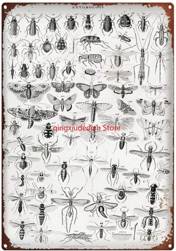 Vintage Tin Sign Decor ENTOMOLOGY animated nature - Animal Types ...