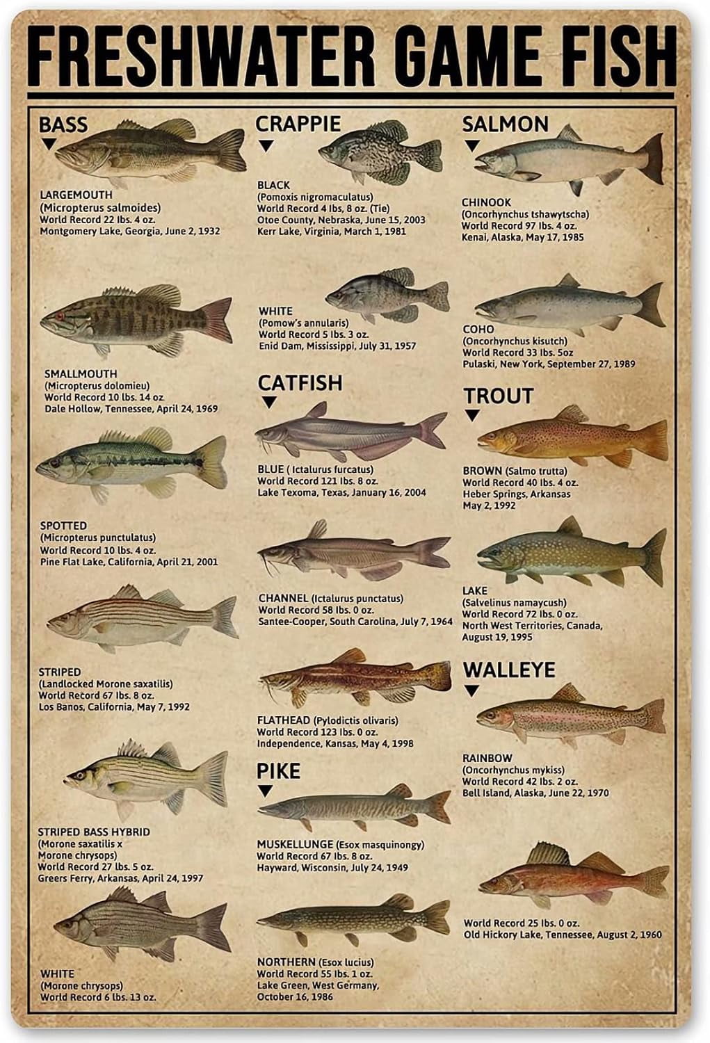 Vintage Tin Sign Fisherman Knowledge Freshwater Game Fish Fishing ...