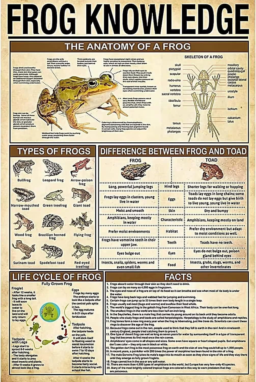Vintage Tin Sign Frog Knowledge Frog Lovers Studio Cave Poster 8x12Inches - Walmart.com