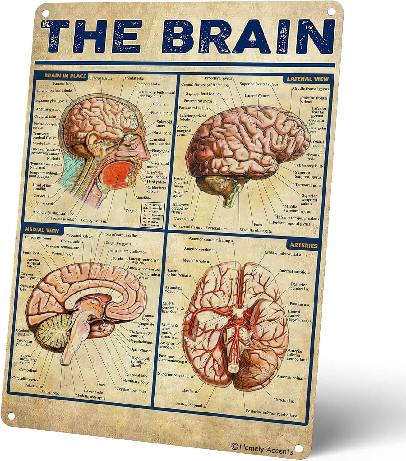 Vintage Tin Sign Homely Accents The Brain Knowledge Anatomy Medical ...