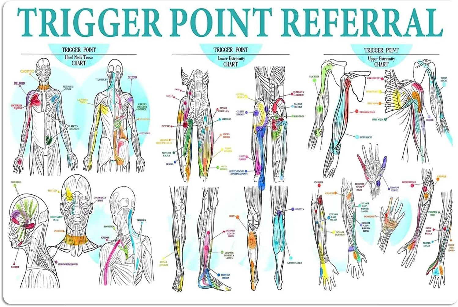 Vintage Tin Sign Massage Therapist Knowledge Trigger Point Referral ...