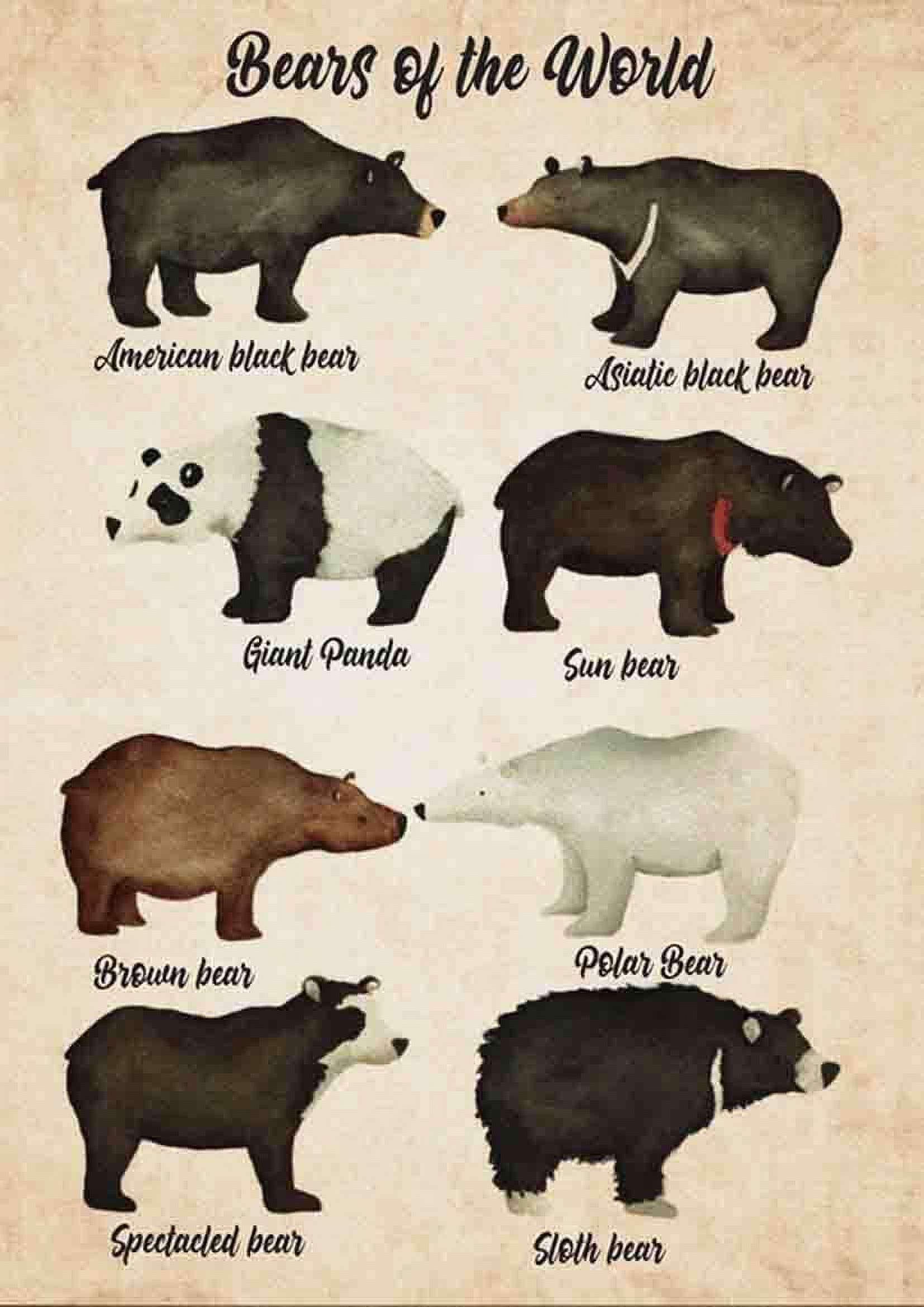 Vintage Tin Sign Types Of Bears Metal Signs Bears Of The World Posters Children's Animal Science ...
