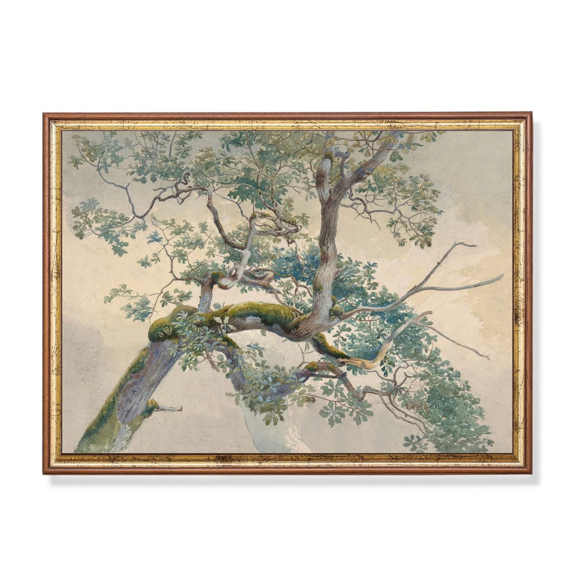 Vintage Tree Branch Poster Rustic Botanical Wall Art UNFRAMED Poster ...