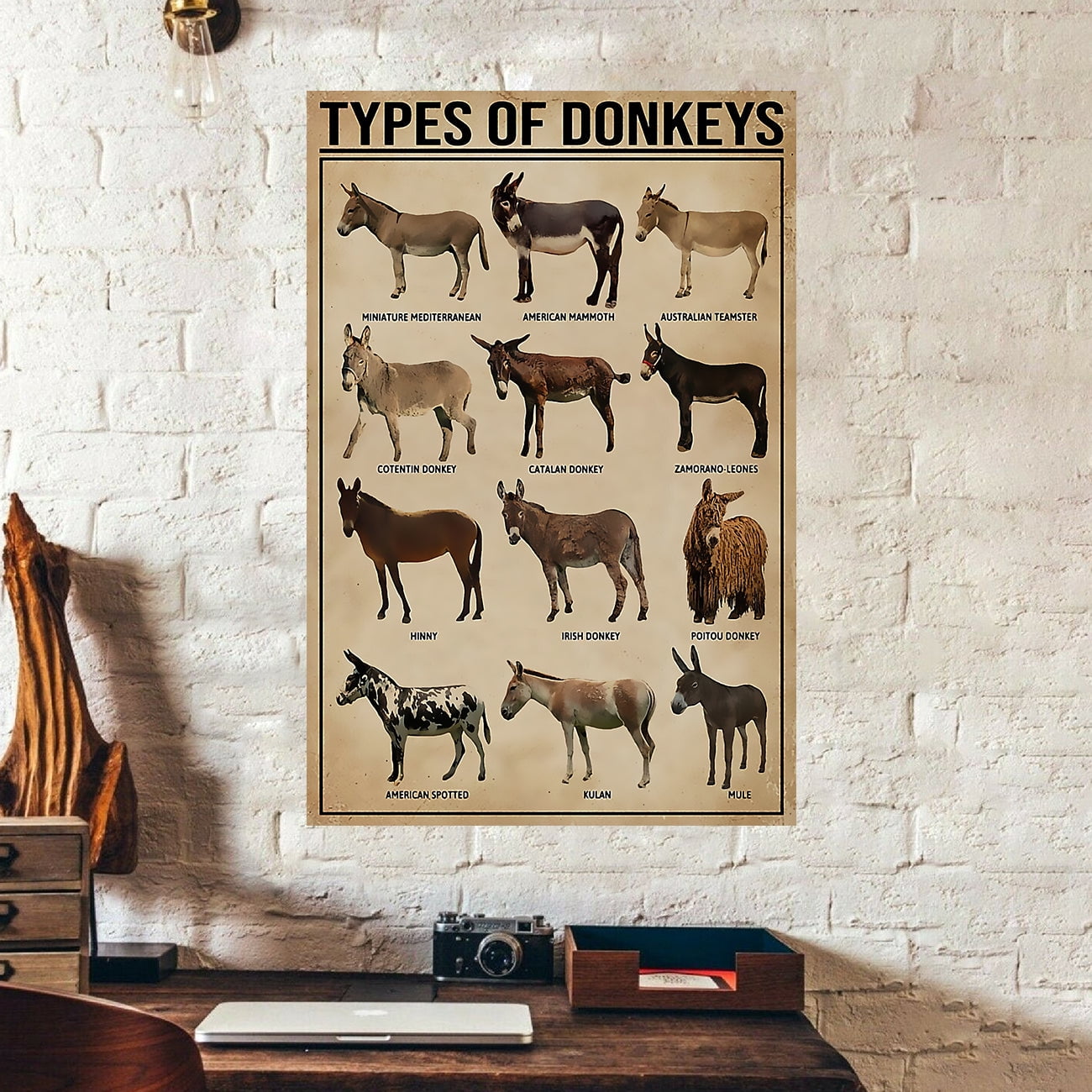 Vintage Types Of Donkeys Poster 24 x 36 Inch Poster - Walmart.com