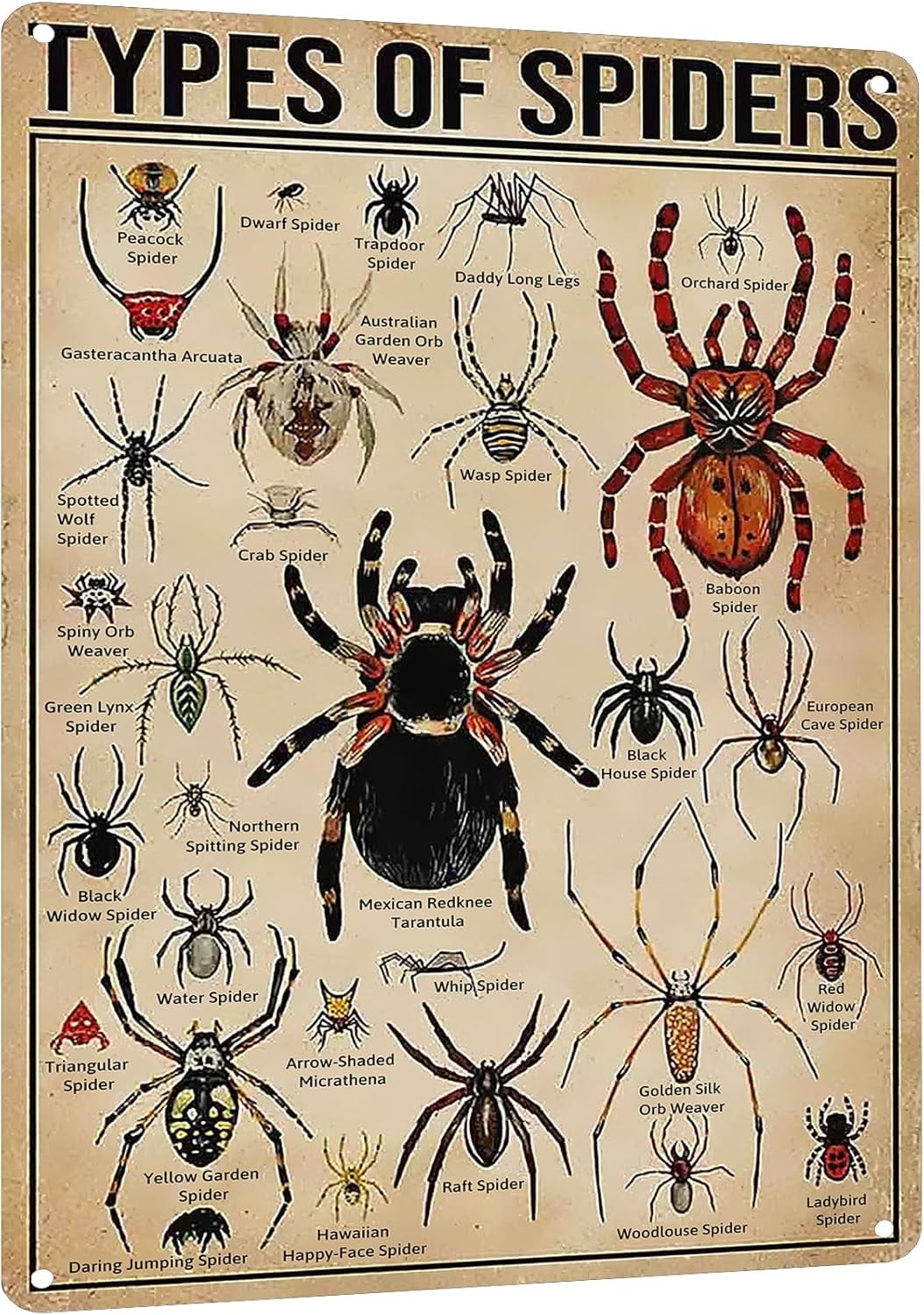 Vintage Types Of Spiders Metal Tin Sign - Educational Wall Art Tin ...
