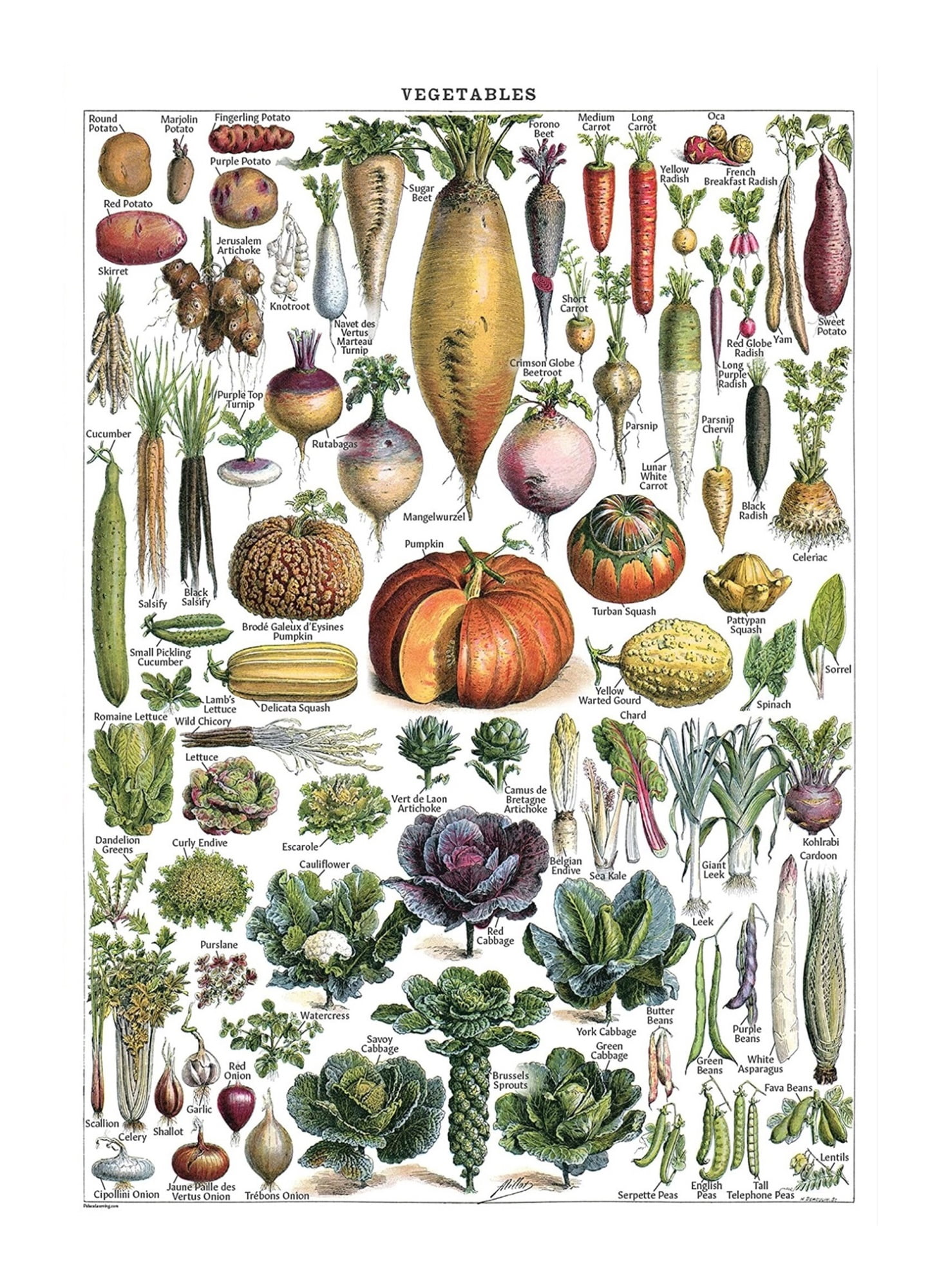 Vintage Vegetables Poster Prints - Botanical Identification Reference ...