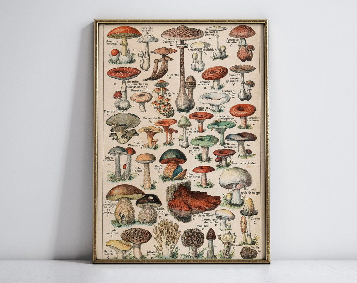 Vintage Wall Posters, Mushrooms Paintings,Fungi Wall Art Wall Decor ...