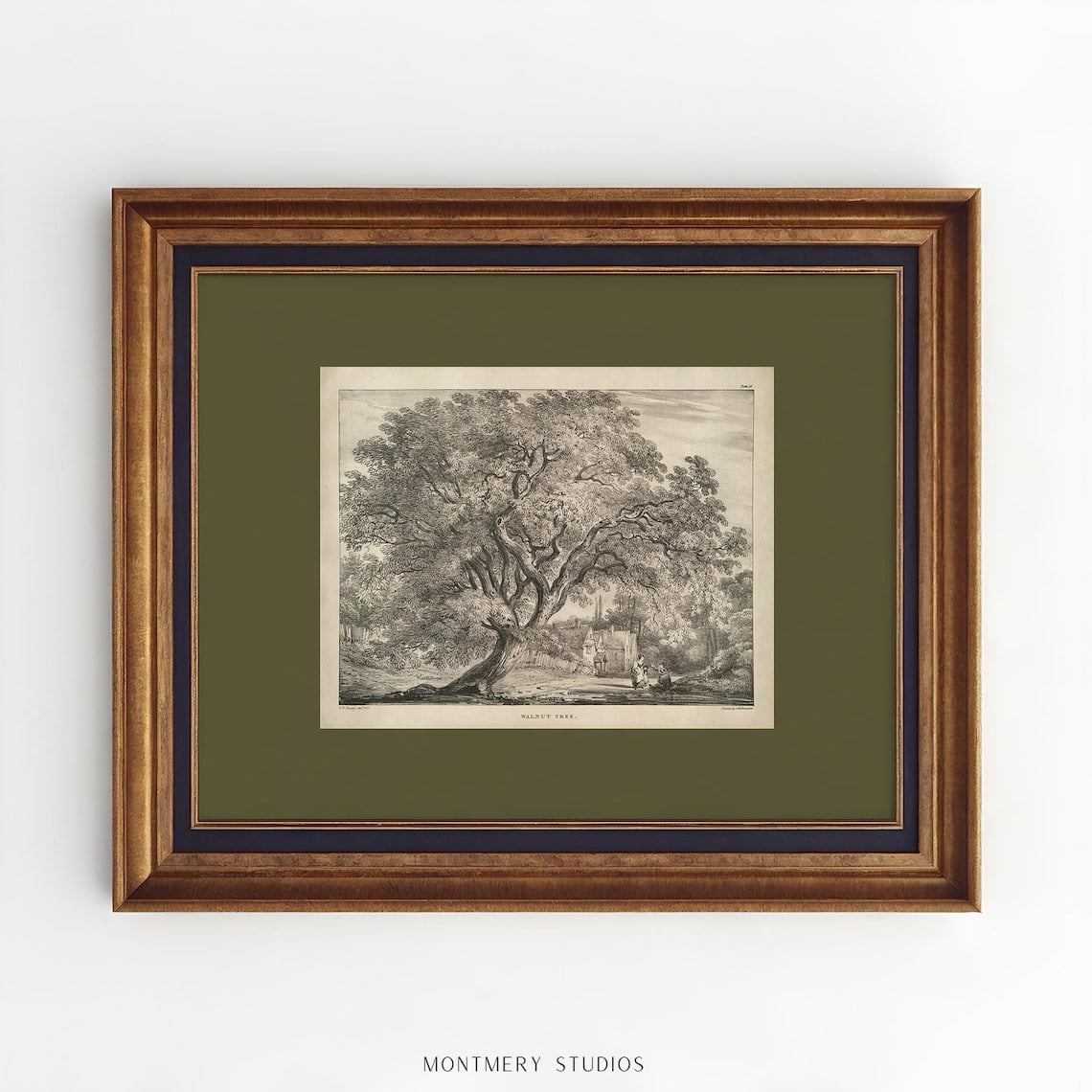 Vintage Walnut Tree Art, Walnut Tree Drawing, Antique Tree Print Poster ...
