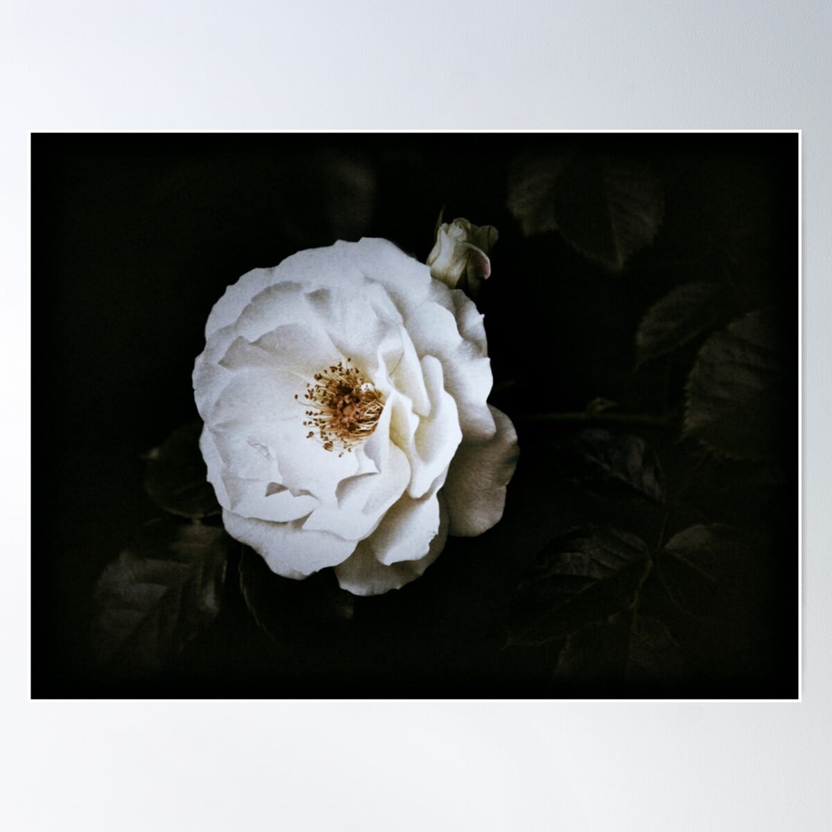 Vintage White Rose Poster Wall Art, Modern Wall Decor For Living Room ...